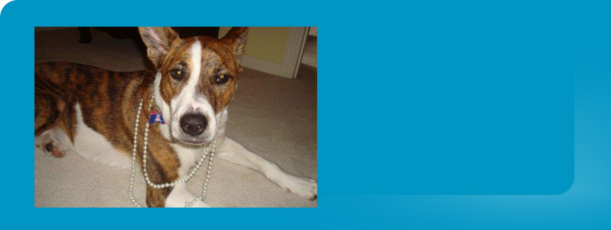 Be Aware of Pet Suffocation - The Dangers of Snack Bags for Dogs and Cats