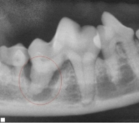 Pet Dentals – Why X-Rays Are Needed