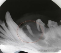 Pet Dentals – Why X-Rays Are Needed