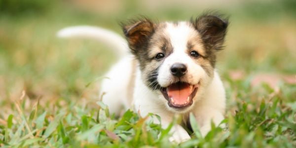 Puppy Vaccine Schedule: What Is Needed and When | Preventive Vet