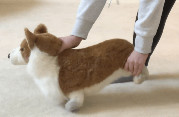 How to Break Up a Dog Fight Safely | Preventive Vet