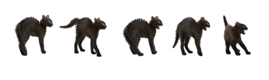 Decoding Feline Fury: Understanding Cat Aggression Toward Humans