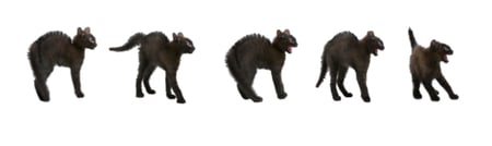 Decoding Feline Fury: Understanding Cat Aggression Toward Humans