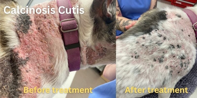Calcinosis Cutis in Dogs | Preventive Vet