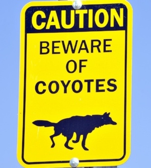 Keep Your Dog Safe From Coyotes | Preventive Vet