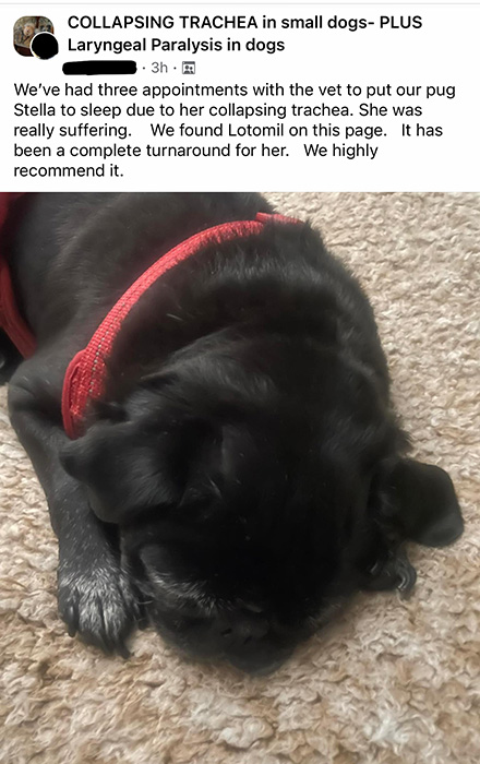 How to Help Your Dog With a Collapsed Trachea | Preventive Vet