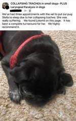 How to Help Your Dog With a Collapsed Trachea | Preventive Vet