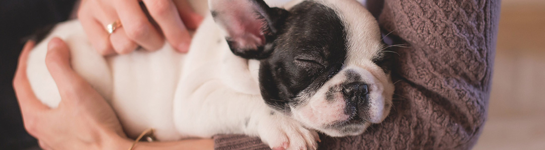 Puppy Socialization & Proactive Exposure Training | Preventive Vet