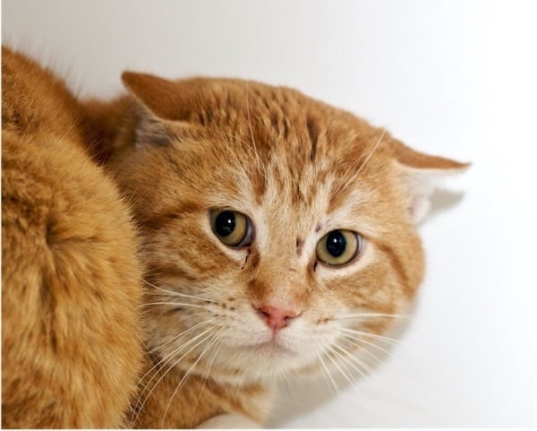 Decoding Feline Fury: Understanding Cat Aggression Toward Humans