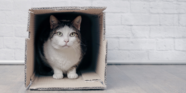 Foster Cats 101: Foster Set Up & What to Expect | Preventive Vet