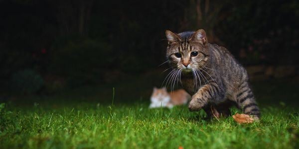 What Cats Do Outdoors at Night | Preventive Vet