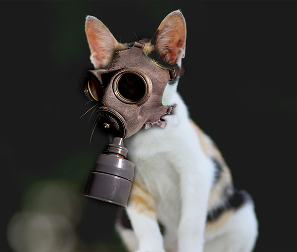 7 Ways To Reduce Litter Box Smell and Messes 7-ways-to-reduce-litter-box-smell-and-messes