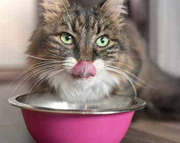 Your Cat Won’t Eat? Tips to Help You Know What to Do. | Preventive Vet