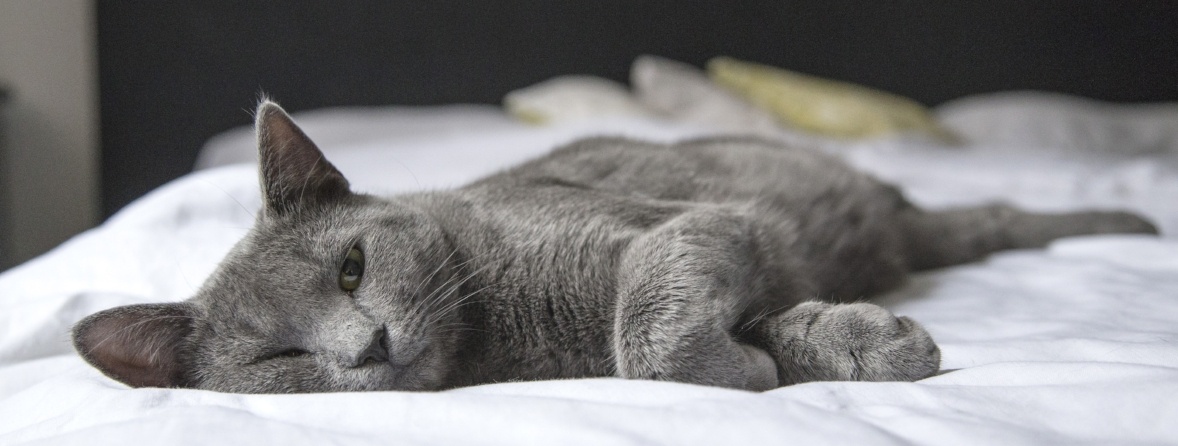 Feline Urethral Obstruction Survey | Preventive Vet