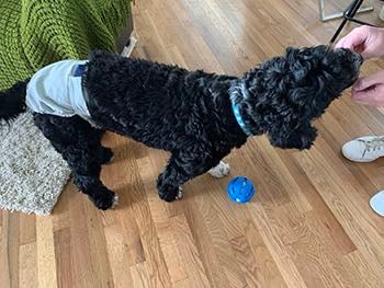 Delaying a Spay: Dog Behavior While In Heat | Preventive Vet