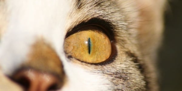 Decoding Feline Fury: Understanding Cat Aggression Toward Humans