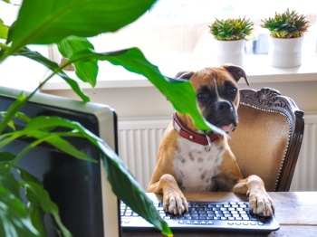 Bringing Your Dog to Work, How to Do It Safely | Preventive Vet