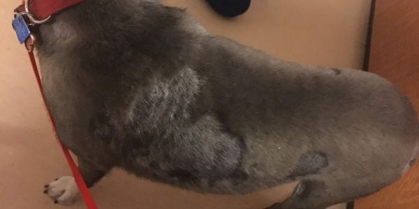 Skin Problems in Puppies | Preventive Vet
