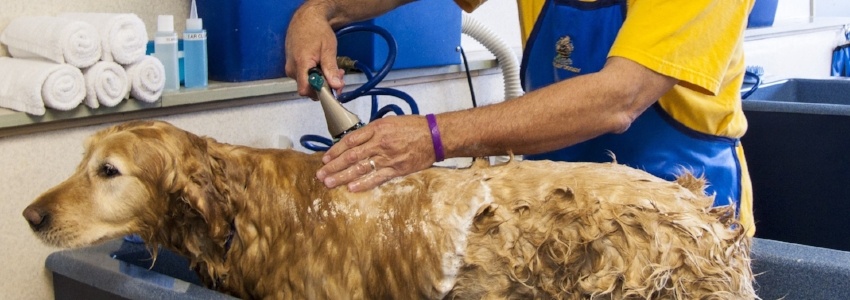 Tips for Bathing a Dog at Home | Preventive Vet