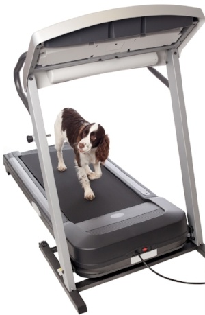 How to Exercise Your Dog Indoors