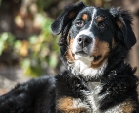 Marijuana, Cannabidiol & Dogs: Everything You Need to Know