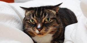 Decoding Feline Fury: Understanding Cat Aggression Toward Humans