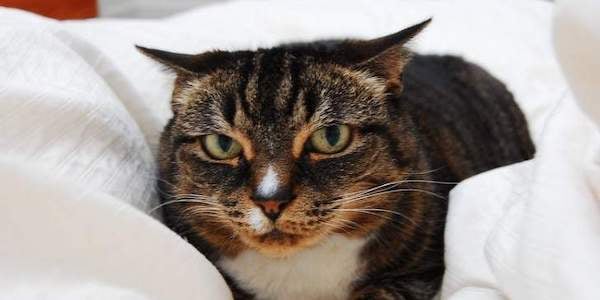 Decoding Feline Fury: Understanding Cat Aggression Toward Humans