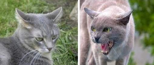 Decoding Feline Fury: Understanding Cat Aggression Toward Humans