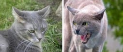 Decoding Feline Fury: Understanding Cat Aggression Toward Humans