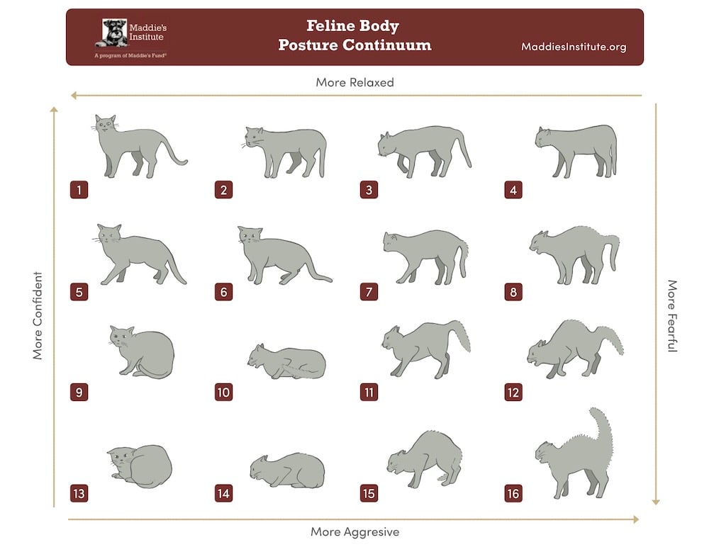 Why Cats Bite: Understanding and Managing Feline Aggression