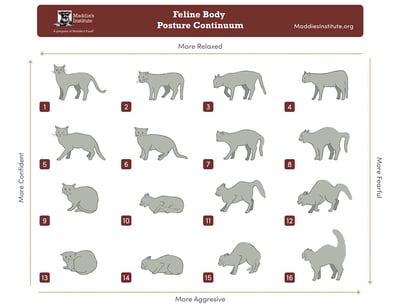 Why Cats Bite: Understanding and Managing Feline Aggression