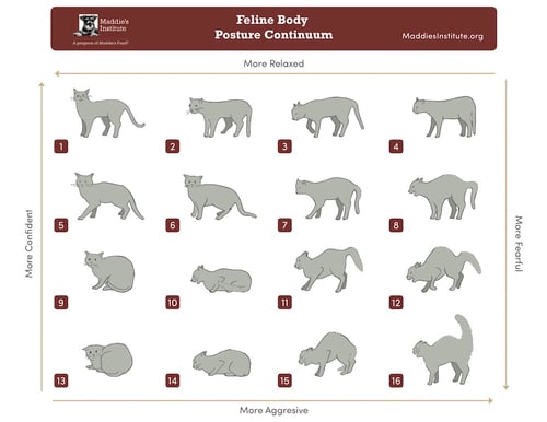 Decoding Feline Fury: Understanding Cat Aggression Toward Humans