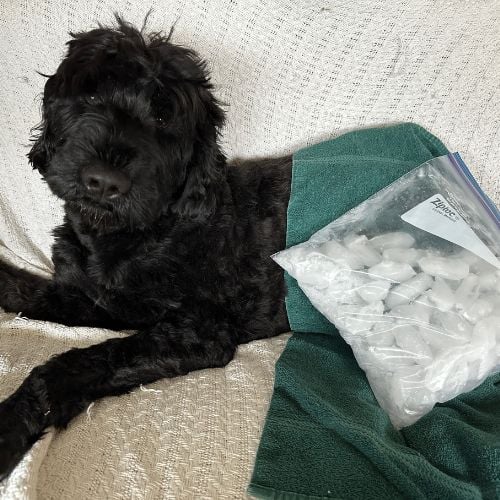 Your Dog Is Limping: What You Should Do Next | Preventive Vet