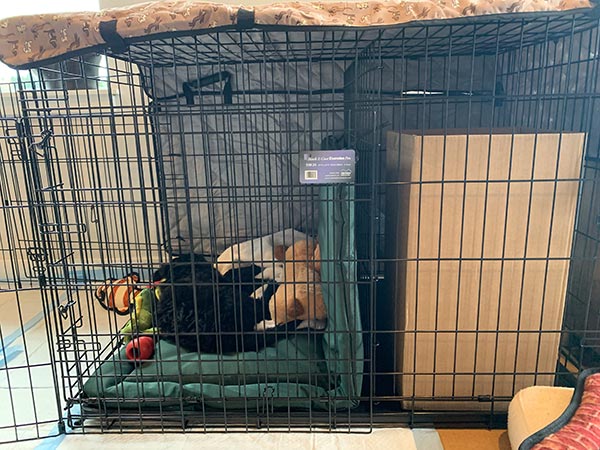 Crate Training Your Puppy at Night | Preventive Vet
