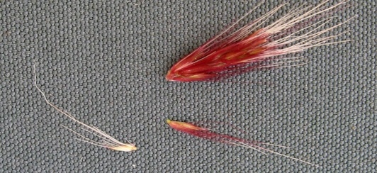 Foxtail Injuries in Dogs: What to Do | Preventive Vet