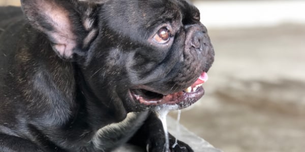 How to Treat Heat Exhaustion & Heatstroke in Pets | Preventive Vet