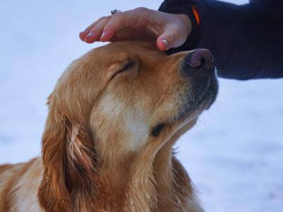 How to Ask Your Dog if They Want to be Petted | Preventive Vet