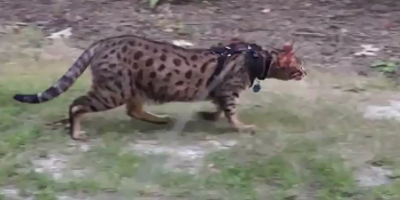 Decoding Feline Fury: Understanding Cat Aggression Toward Humans