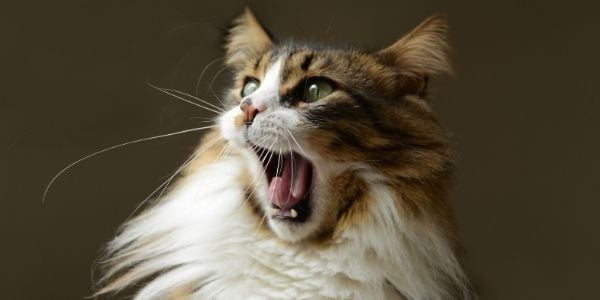 How to Stop Your Cat From Waking You Up in the Morning | Preventive Vet