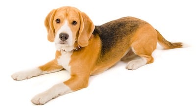 What to Do If Your Dog Has IVDD | Pet InfoRx