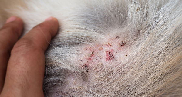 What to Do If Your Cat Has Fleas | Pet InfoRx