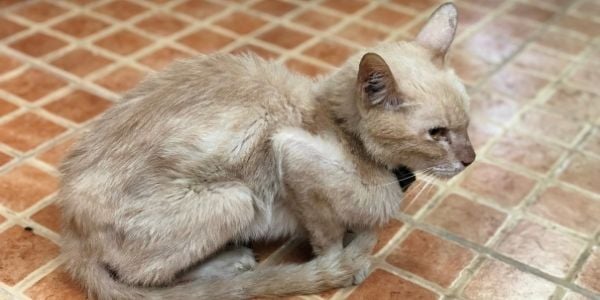 Cat Hyperthyroidism | Pet InfoRx