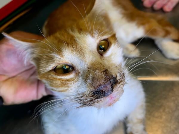 Common Cat Viruses – FeLV FIV FIP | Pet InfoRx