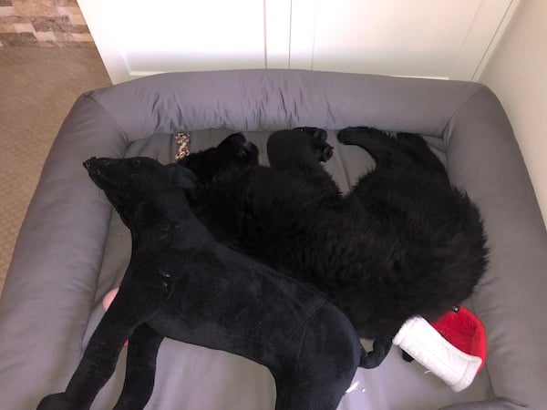 Expert Tips on How to Introduce Dogs | Preventive Vet