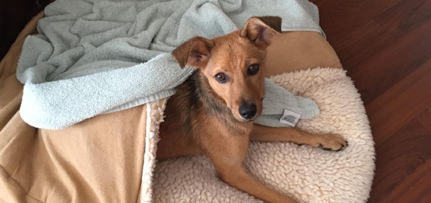 Your New Dog and Their Adjustment Period | Preventive Vet