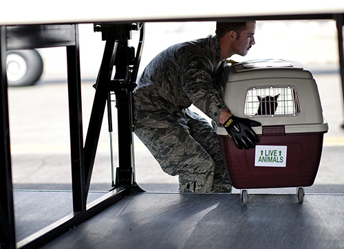 What to Know About Flying With Pets in a Plane's Cargo Hold