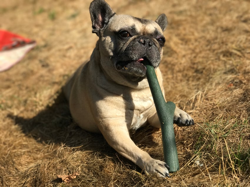 The Best Fetch Toy For Dogs | Preventive Vet
