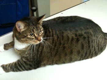 Recognizing and Helping Overweight & Obese Cats | Preventive Vet