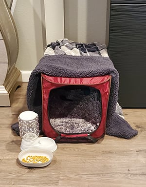 Foster Cats 101: Foster Set Up & What to Expect | Preventive Vet