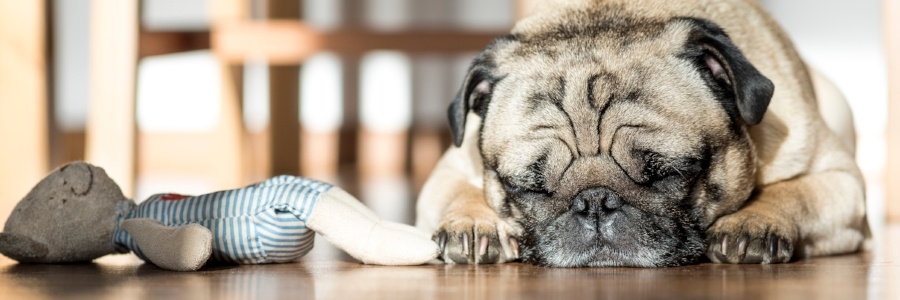 Your New Dog and Their Adjustment Period | Preventive Vet